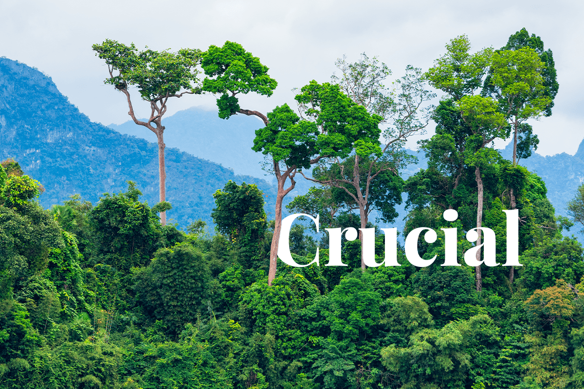 Deforestation In The Amazon Rainforest Causes Effects Solutions
